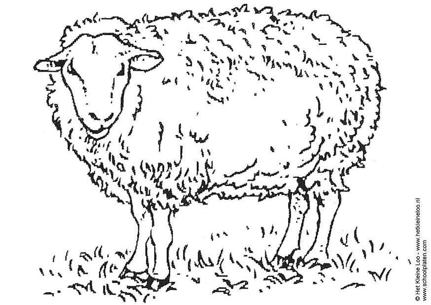 Kleurplaten Kleurplaat Schapen Voorjaar Dieren Lammetjes Knutselpagina ...